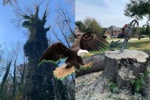 Welcome to Eagle Tree Services